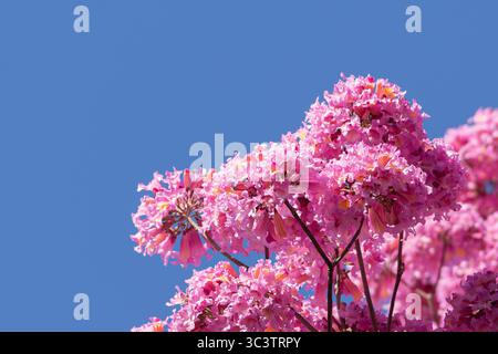 Black Lapacho (Handroanthus heptaphyllus) trees flowering, Asuncion ...