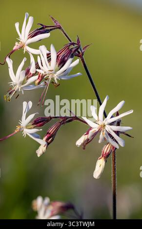 Nottingham catchfly (Silene nutans) flowering in France. This plant is ...