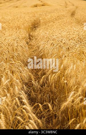 Vertical shot of a path in the field on the mountain peak Stock Photo ...