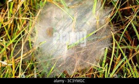 Ground spider webs. It is often funnel-shaped webs built by grass ...