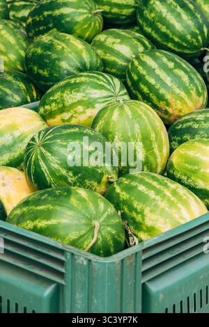 Ripe sweet watermelon in farmer's hand - Citrullus lanatus Stock Photo ...