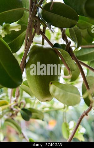 Closeup of a green Stephanotis floribunda pod growing among thick ...