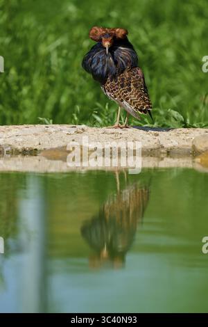 Water bird Sandpiper. Colorful natural background. Common water bird ...