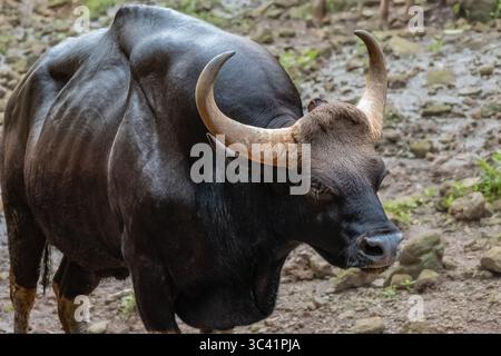Full grown gaur also known as indian bison Stock Photo - Alamy
