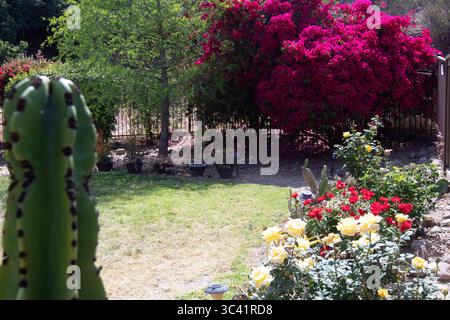 May 10, 2021: Yellow, red, pink, and purple roses bloom during Spring ...