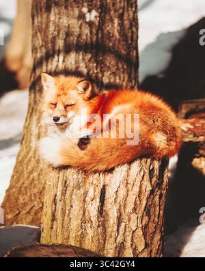 A view of a beautiful fox resting in a field with dry grass Stock Photo ...
