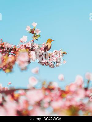 Japanese white-eye among vibrant Kawazu cherry blossoms beneath a clear ...