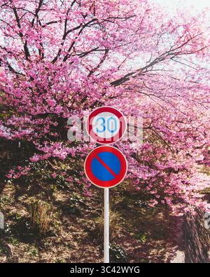 A beautiful shot of a blooming cherry blossom tree in the blue sky ...
