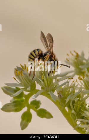 Oblong Woolcarder Bee (Anthidium oblongatum Stock Photo - Alamy