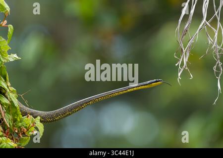 A Bird Snake, Phrynonax poecilonotus, in a tree in Arenal Volcano ...