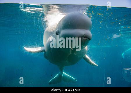 Beluga whales swim in a tank at Marineland amusement park in Niagara ...