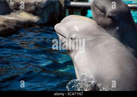 Beluga whales swim in a tank at Marineland amusement park in Niagara ...