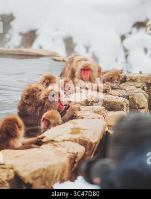Snowy landscape at Jigokudani monkey park, Japan Stock Photo - Alamy