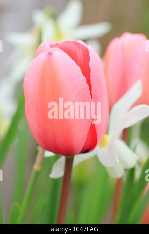Darwin Hybrid tulip 'Pink Impression' flowers at full bloom Stock Photo ...