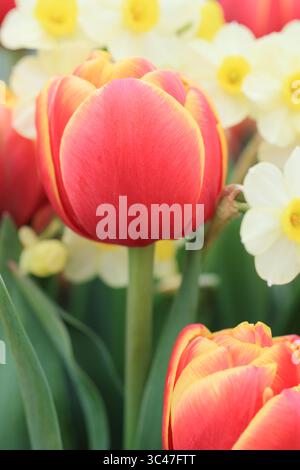 Peony-flowered Double Early tulips (Tulipa) Pink Prize bloom in a ...