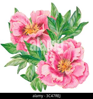 Watercolor of pink peony head. Hand-painted summer flower on a white ...