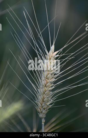 Spikelets of green wheat. Ripening wheat in the field Stock Photo - Alamy