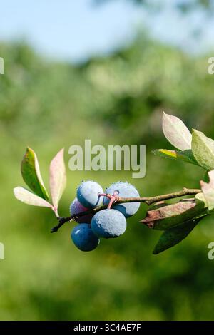 Fresh ripe blueberries with drops of dew. Macro photo. Fresh blueberry ...