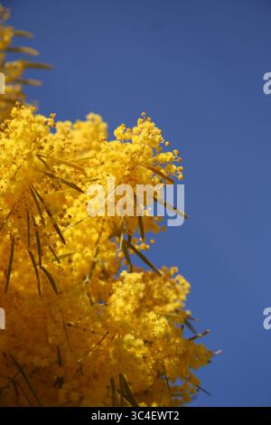 The Golden Wattle (Acacia pycnantha) is Australia's official floral ...