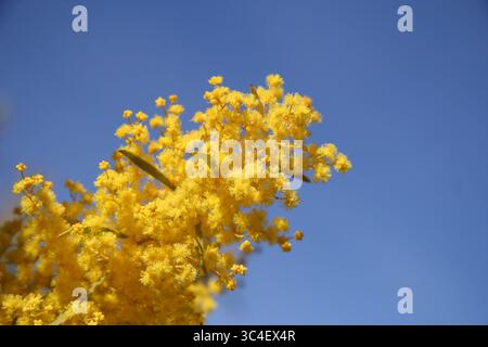 The Golden Wattle (Acacia pycnantha) is Australia's official floral ...