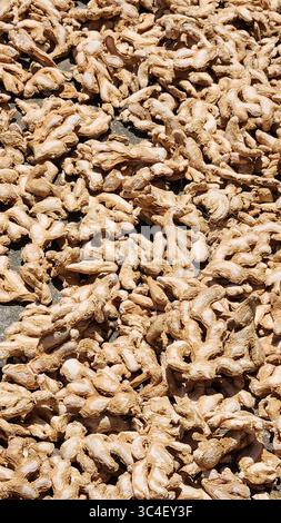 ginger drying in the sun in kerala india Stock Photo - Alamy