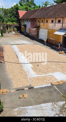 ginger drying in the sun in kerala india Stock Photo - Alamy