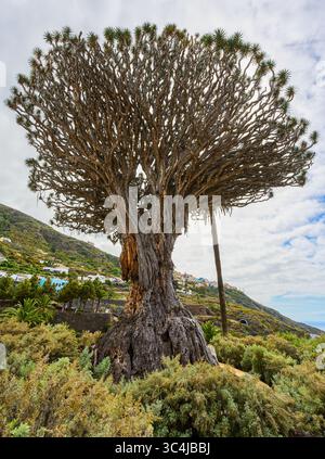 The ancient and massive Drago Milenario (Dracaena draco) tree in Icod ...