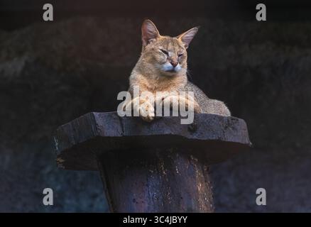 Reed cat or jungle cat relaxing in a zoo of Krakow Stock Photo - Alamy