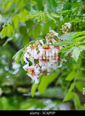 Yellowhorn Tree Flowers, Xanthoceras sorbifolium, Sapindaceae, North ...