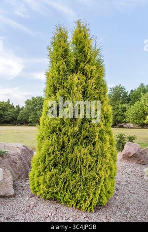 Eastern arborvitae (Thuja occidentalis 'Sunkist' Stock Photo - Alamy