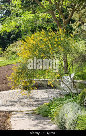 Spanish broom (Spartium junceum), blooming, Croatia Stock Photo - Alamy