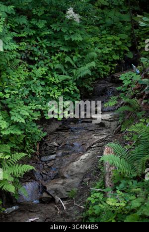 A natural spring of water flows from the hillside in the mountains of ...