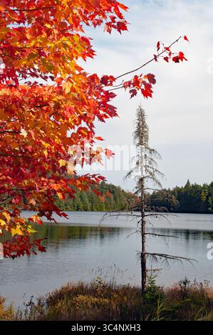 Fall colors at Found Lake in Ontario's Algonquin Provincial Park Stock ...