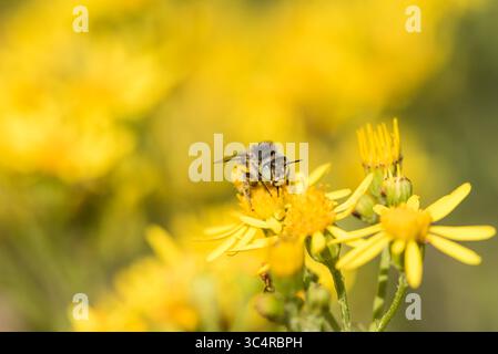 A selective focus shot of a green-eyed tabby cat in the snow Stock ...