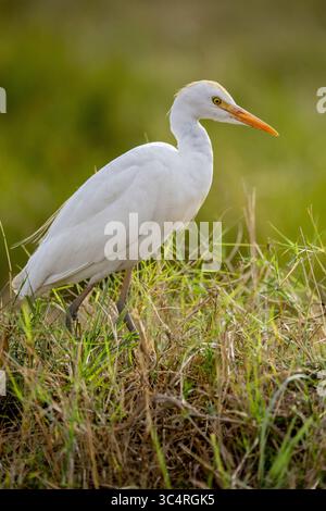 Close-up of a walking cattle egret with green background during spring ...