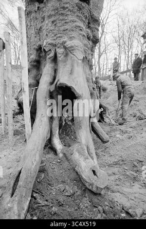 A large tree stands with a hollow trunk in Ormskirk, surrounded by ...
