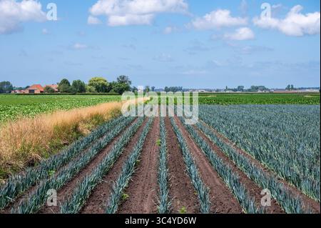 Leek and cabbage fields at the Flemish countryside in Diksmuide, West ...