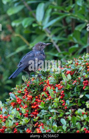 A blackbird (turdus merula) sitting on a bush of firethorn (pyracantha ...