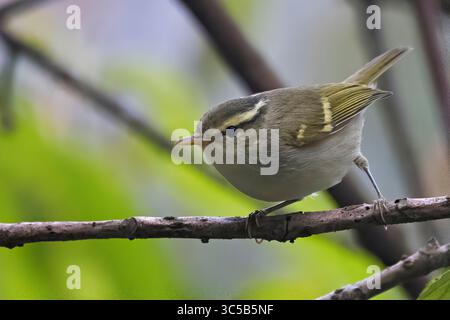 Lemon-rumped warbler (Phylloscopus chloronotus), also known as pale ...