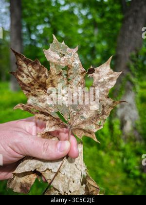 a hand shows a green maple leaf with upright red galls of the maple ...