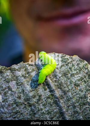 A closeup shot of a bug crawling on a surface Stock Photo - Alamy