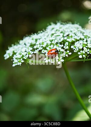 Ladybug macro close up shot Stock Photo - Alamy