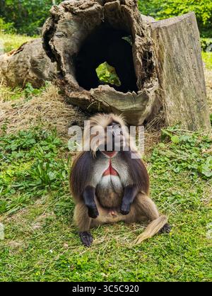 Close up of male Gelada monkey (Theropithecus gelada) sitting in grass ...