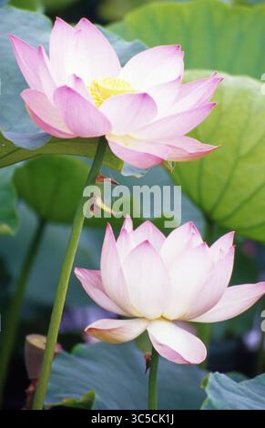 A vertical shot of green lotus leaves in a forest Stock Photo - Alamy