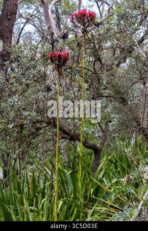 Australian Gymea Lily plants in flower Stock Photo - Alamy