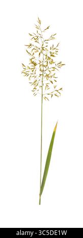 Yellow Oat-grass (Trisetum flavescens), Plantae, School, Durham DH6 4RD ...