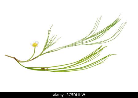 River water crowfoot (Ranunculus fluitans) in flower. Photographed in ...