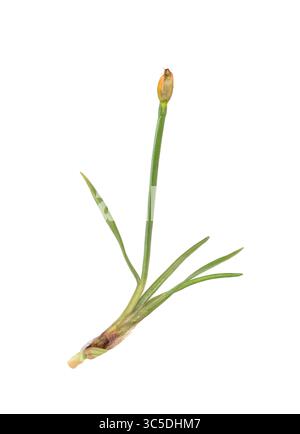 Floating Club-rush (Eleogiton fluitans) growing in freshwater loch ...