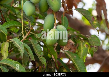 Green mangoes hanging on Mango tree Stock Photo - Alamy