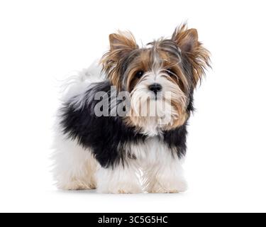 Small, fluffy dog, Biewer Yorkshire Terrier standing and giving paw ...